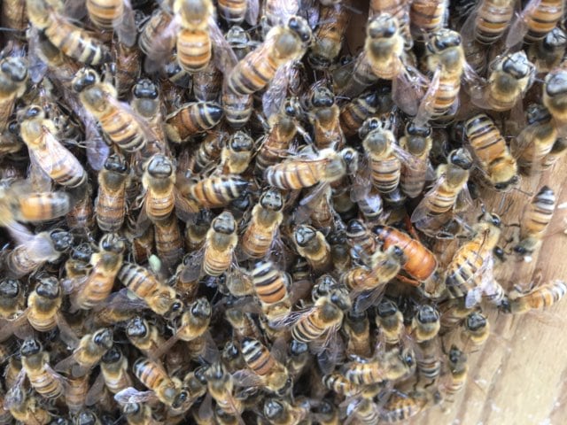 Cicada Control, Lakeland, FL | Florida Bee Removal