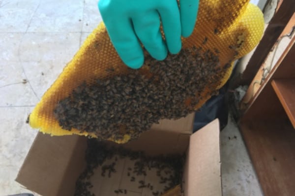 Bee Relocation, Miami, FL | Florida Bee Removal
