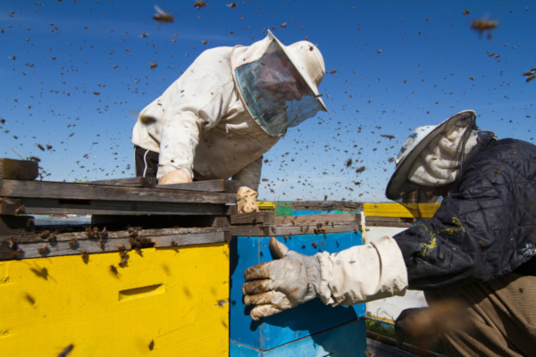 Wasp Removal, Lakeland, FL | Florida Bee Removal