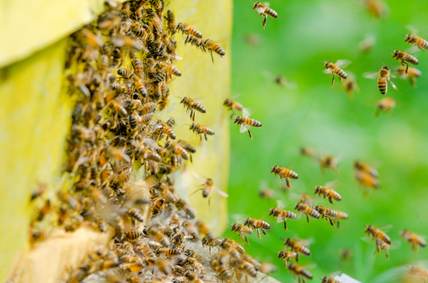 Bee Control, Orlando, FL | Florida Bee Removal