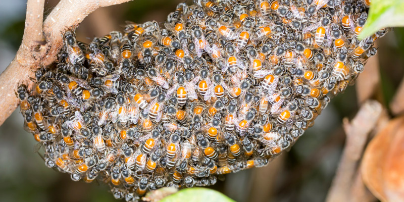 Live Bee Removal, Palm Beach, FL | Florida Bee Removal