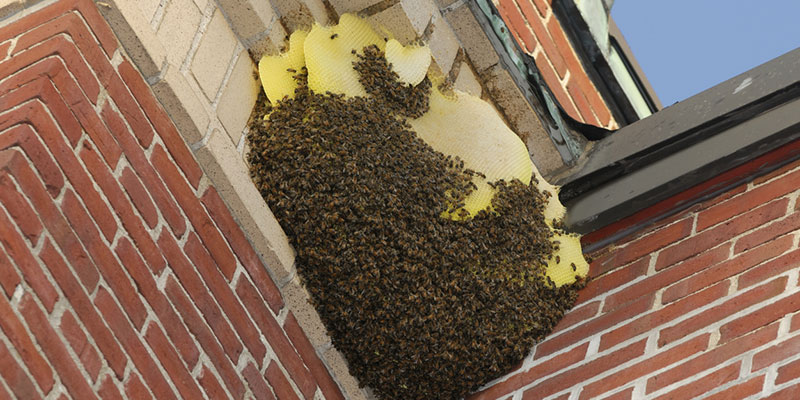 Bee Swarms: What Causes Them and What You Can Do About Them | Florida ...