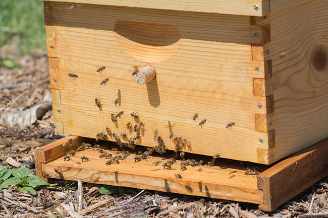 Bee Relocation: What It Is and How It Works | Florida Bee Removal