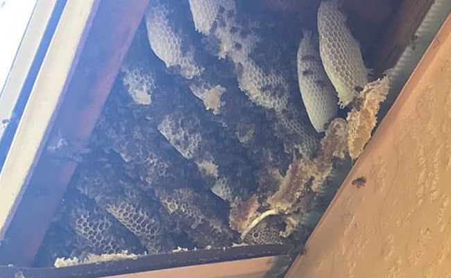 If Bees Nesting in Your House Walls Has You Feeling a Bit Uneasy, We ...