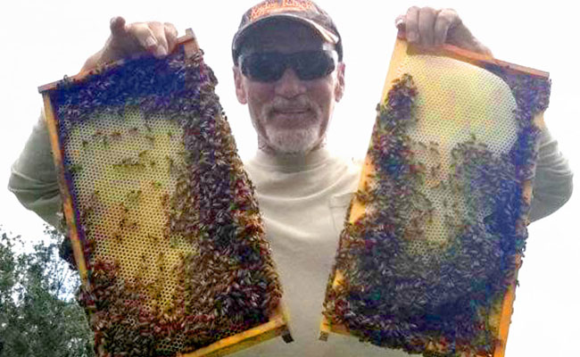 Professional Bee Removal, Seminole County, FL | Florida Bee Removal