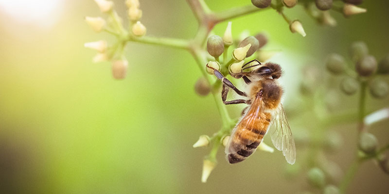 Tips for Humane Bee Removal | Florida Bee Removal