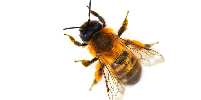 Signs You Have a Bee Infestation | Florida Bee Removal