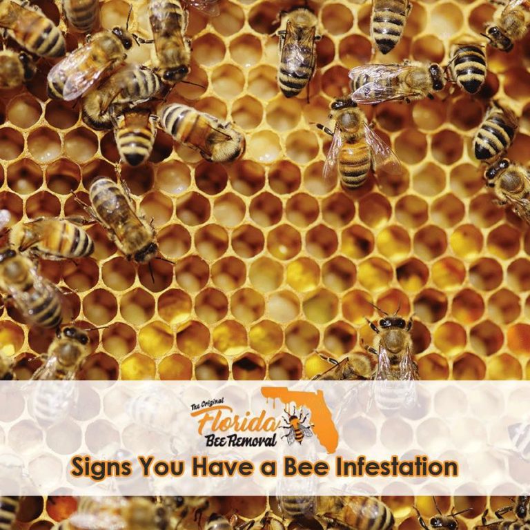 Signs You Have a Bee Infestation | Florida Bee Removal