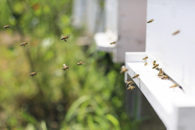Everything You Need to Know About Beehive Removal [infographic ...