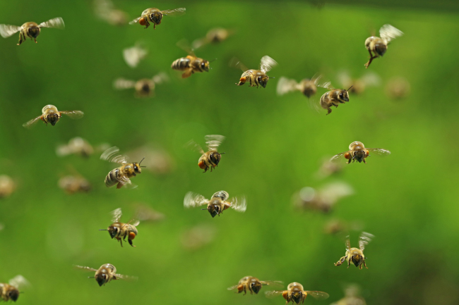 Bee Safety: How to Avoid & React to Bee Swarms [infographic] | Florida ...