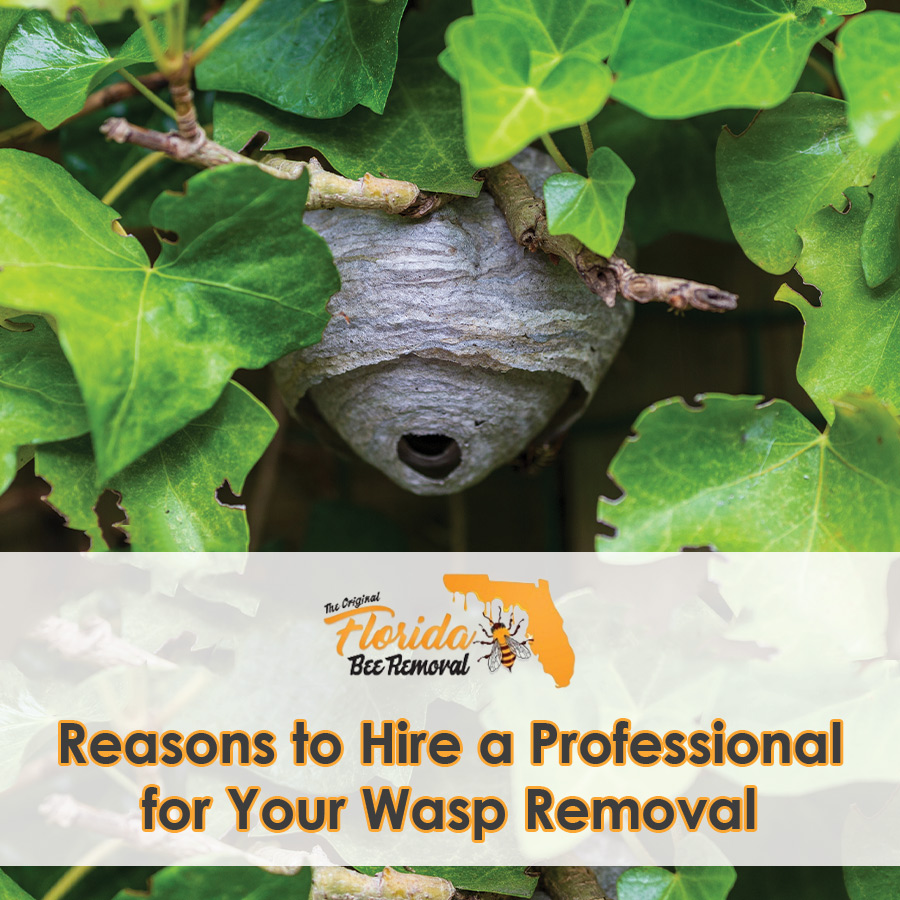 Reasons to Hire a Professional for Your Wasp Removal | Florida Bee Removal