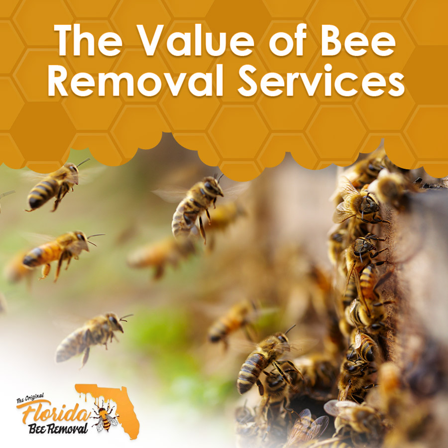 The Value of Bee Removal Services | Florida Bee Removal