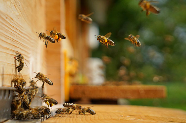 Tips for Hiring the Best Professional Bee Removal Company [infographic ...