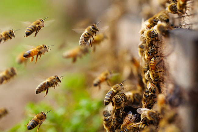 Key Signs That You Have a Bee Invasion | Florida Bee Removal