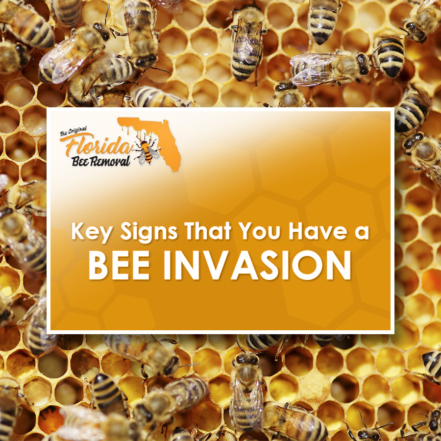 Key Signs That You Have a Bee Invasion | Florida Bee Removal