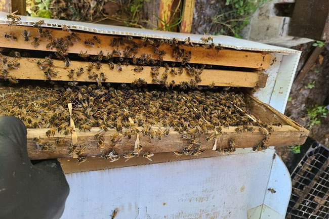 We Now Have NUCs Ready for Sale! | Florida Bee Removal