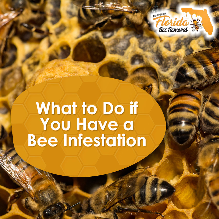 What to Do if You Have a Bee Infestation | Florida Bee Removal