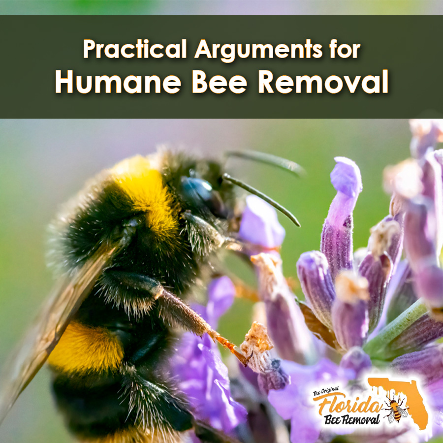 Practical Arguments for Humane Bee Removal | Florida Bee Removal