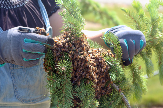 Reasons to Use Live Bee Removal Services [infographic] | Florida Bee ...