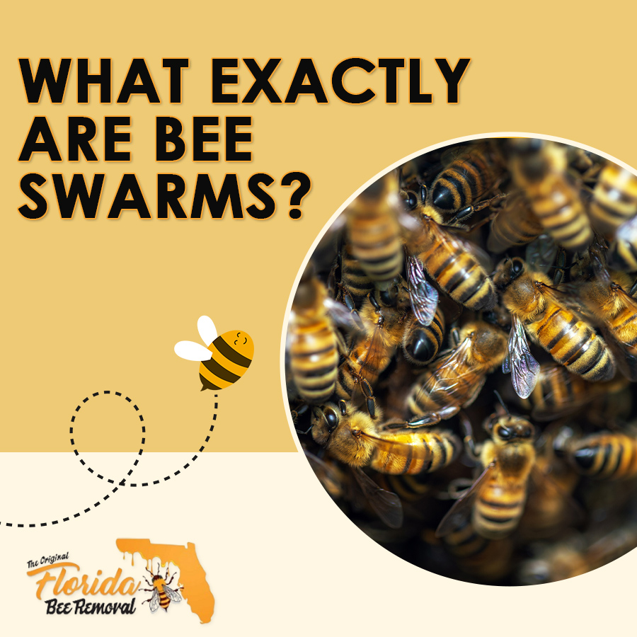 What Exactly Are Bee Swarms? | Florida Bee Removal