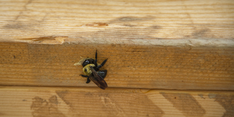What Everyone Should Know About Carpenter Bee Removal | Florida Bee Removal