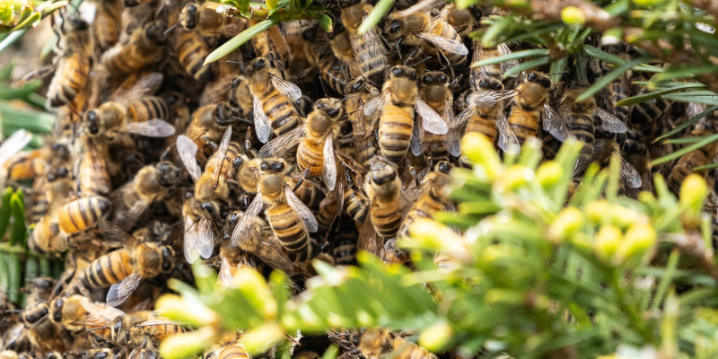 3 Things About Honey Bee Removal to Keep in Mind | Florida Bee Removal