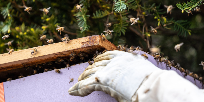 How Does Bee Relocation Work? [infographic] | Florida Bee Removal