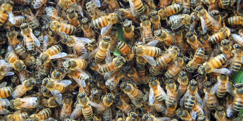 What Exactly Are Bee Swarms? | Florida Bee Removal