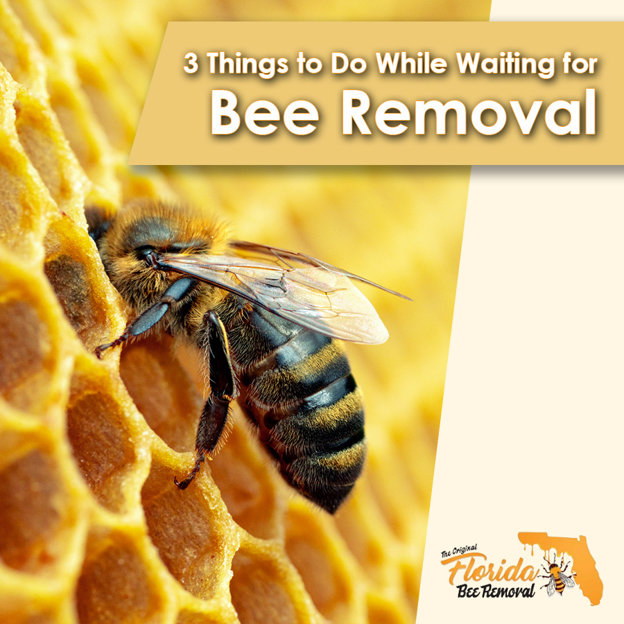 3 Things to Do While Waiting for Your Bee Removal Appointment | Florida ...
