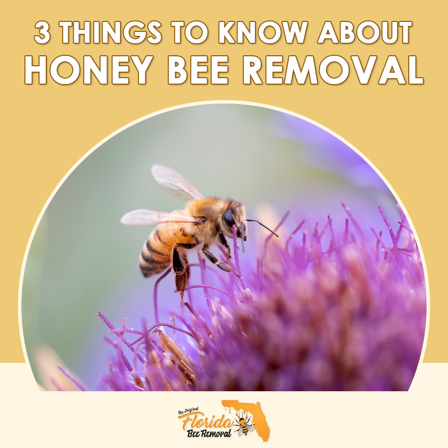 3 Things About Honey Bee Removal to Keep in Mind | Florida Bee Removal