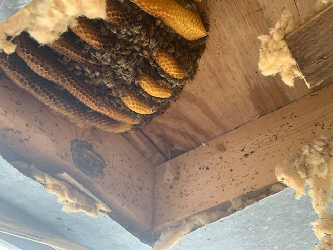 Bees Nesting in House Walls, Lakeland, FL | Florida Bee Removal