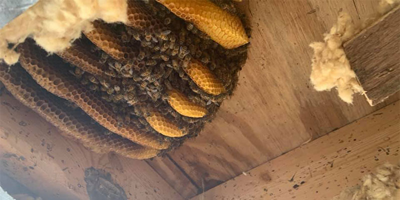 Bees Nesting in House Walls, Lakeland, FL | Florida Bee Removal