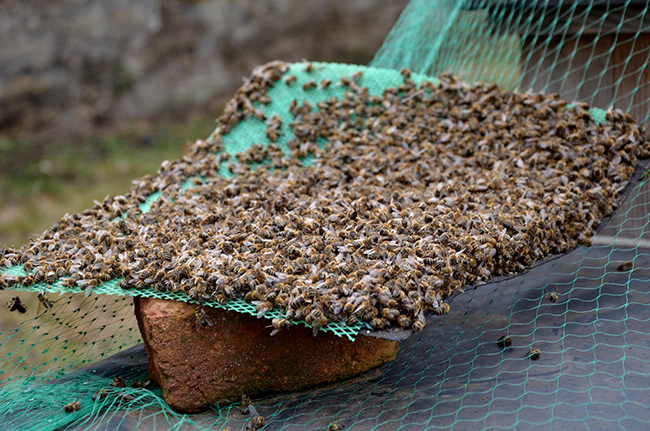 Bee Infestation, Lakeland, FL | Florida Bee Removal