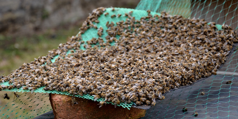 Bee Infestation, Lakeland, FL | Florida Bee Removal