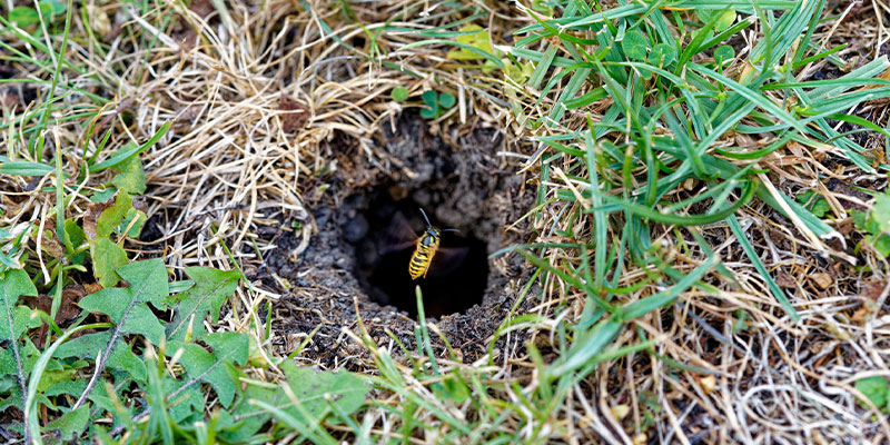 Bees Nest in Ground Removal, Lakeland, FL | Florida Bee Removal