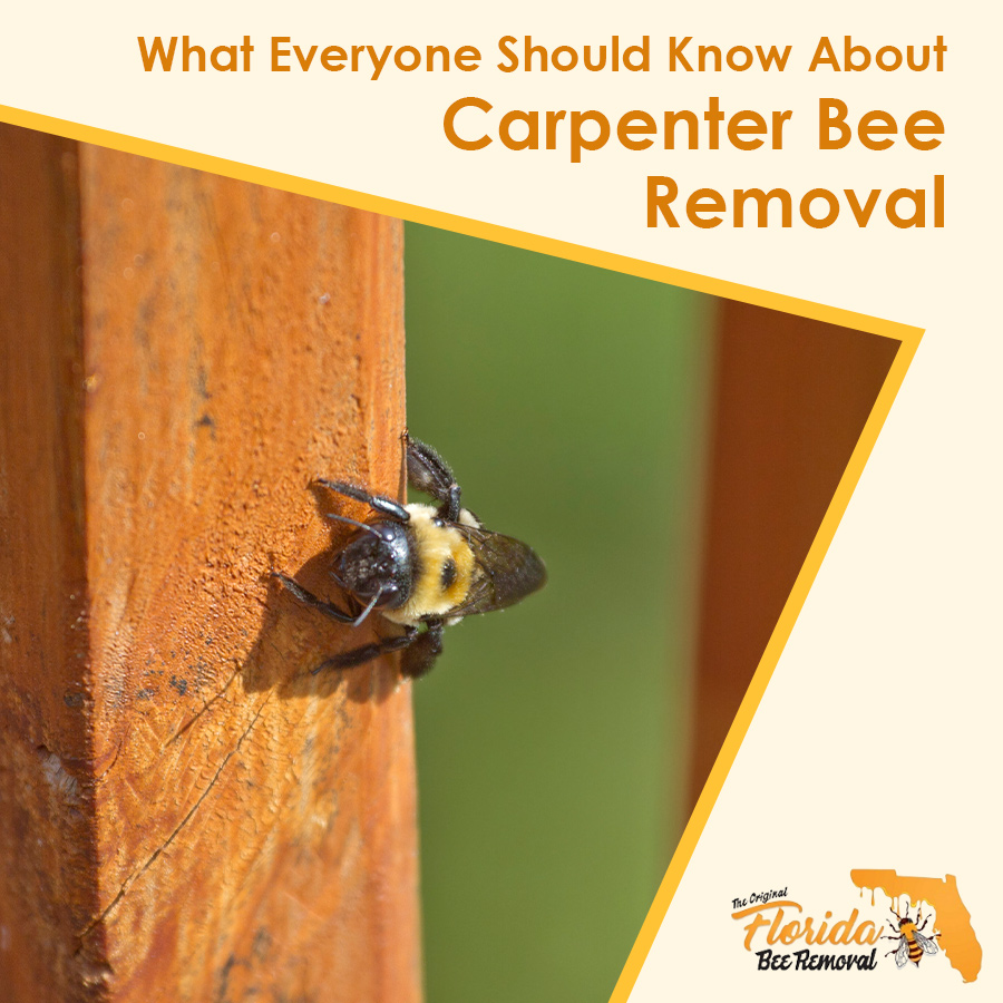What Everyone Should Know About Carpenter Bee Removal | Florida Bee Removal
