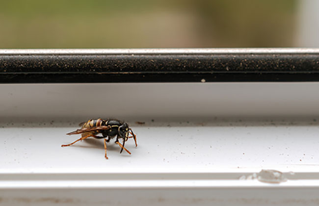 How to Safely Handle a Bee Invasion | Florida Bee Removal