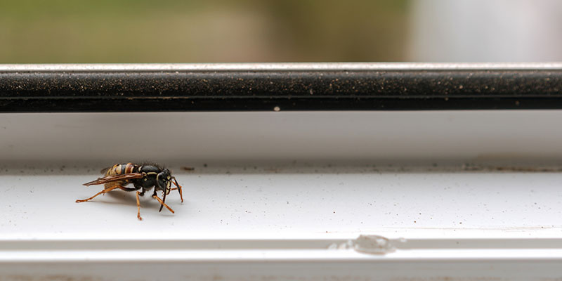 How to Safely Handle a Bee Invasion | Florida Bee Removal