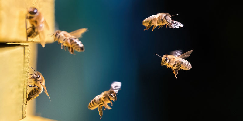 3 Signs You Need a Bee Relocation Service [infographic] | Florida Bee ...