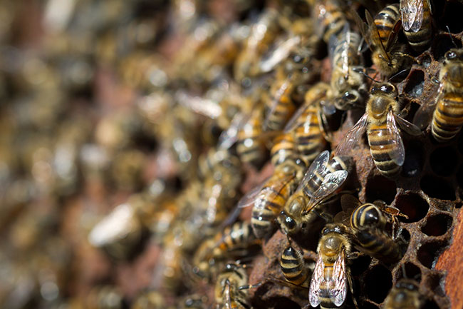 Why Humane Bee Removal is So Important [infographic] | Florida Bee Removal