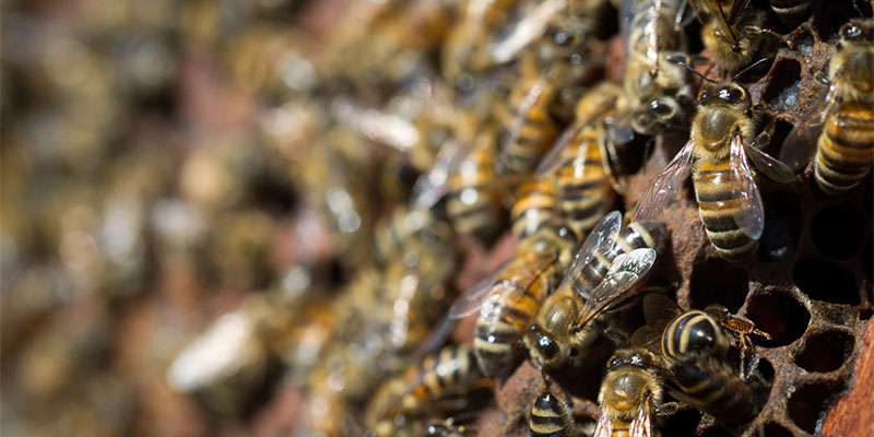 Why Humane Bee Removal is So Important [infographic] | Florida Bee Removal