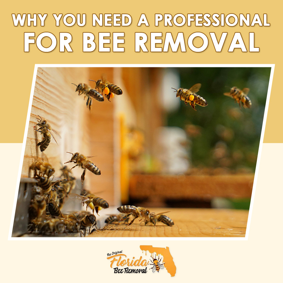 Why You Need a Professional for Bee Removal | Florida Bee Removal