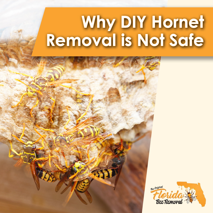 Why DIY Hornet Removal is Not Safe | Florida Bee Removal