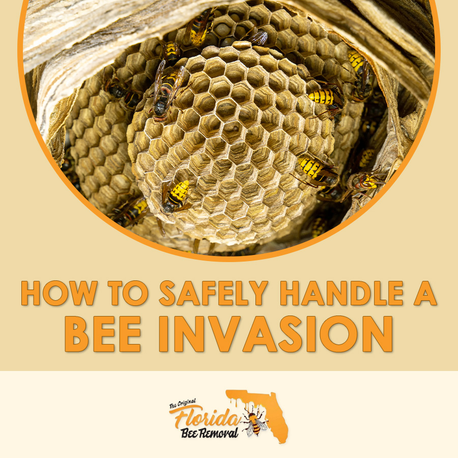 How to Safely Handle a Bee Invasion | Florida Bee Removal