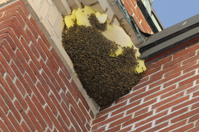3 Signs You Have Bees Nesting in Your House Walls | Florida Bee Removal