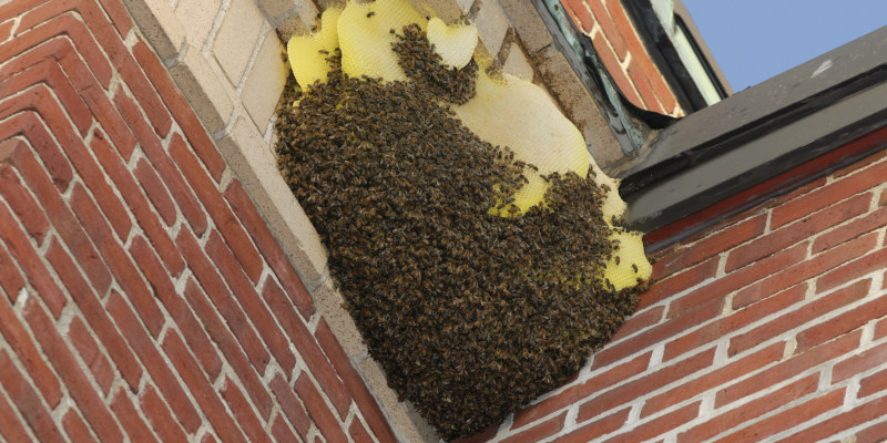 3 Signs You Have Bees Nesting in Your House Walls | Florida Bee Removal
