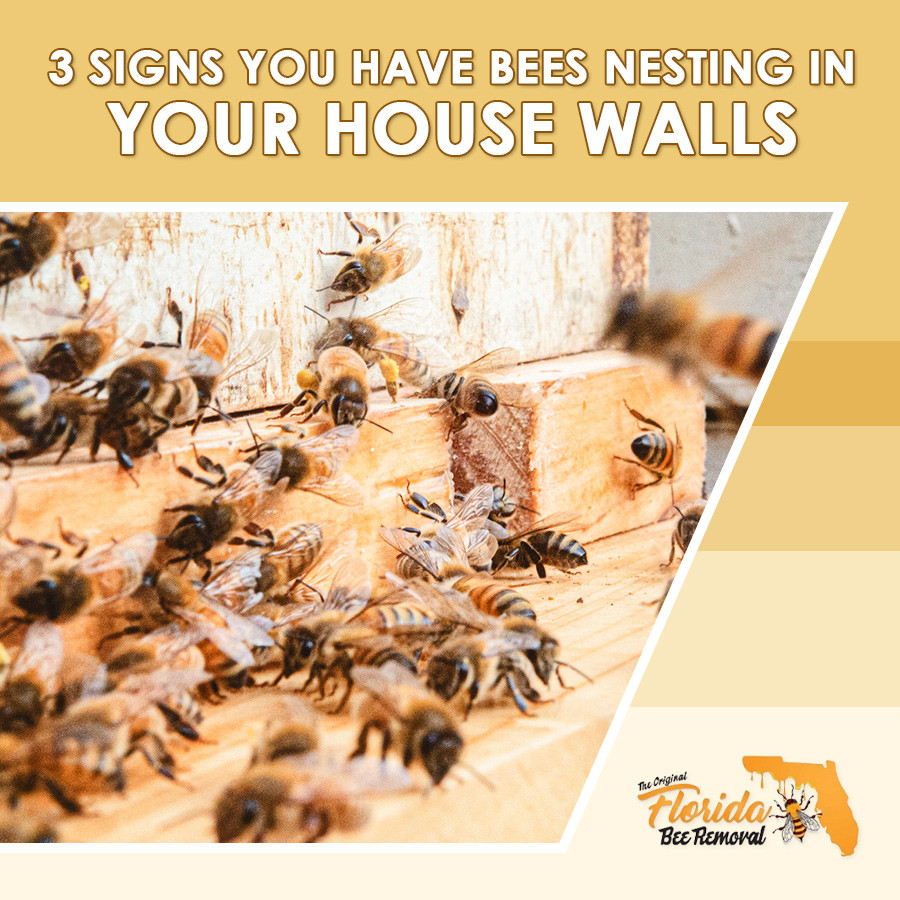 3 Signs You Have Bees Nesting in Your House Walls | Florida Bee Removal