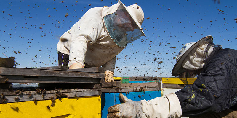 What Species are Responsible for Your Bee Infestation? | Florida Bee ...