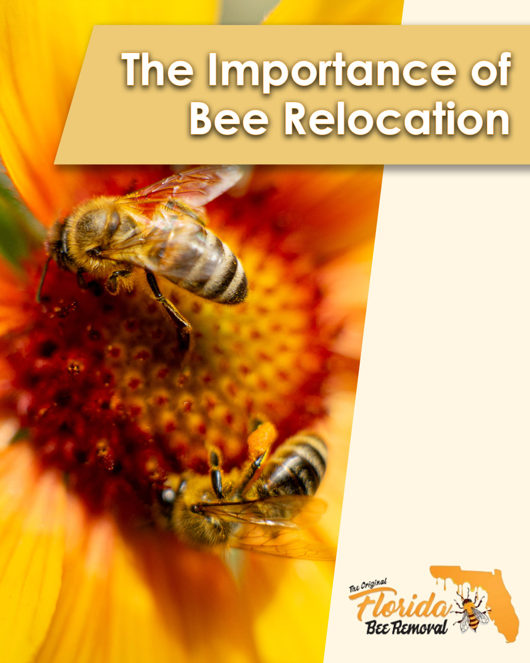The Importance of Bee Relocation | Florida Bee Removal