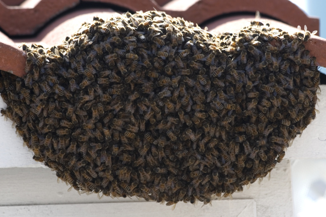 Tips for Dealing with Bee Swarms On Your Property [infographic ...